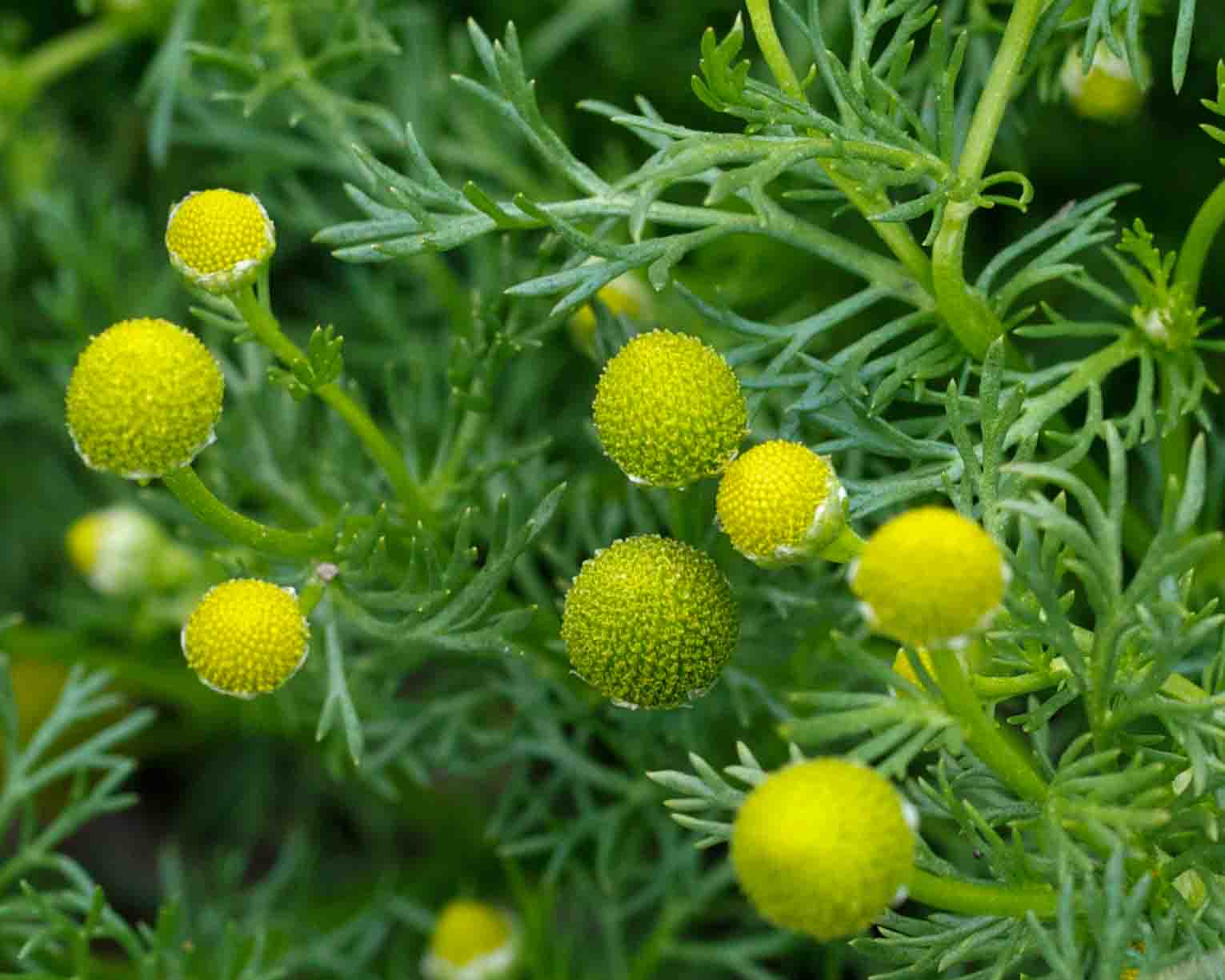 Asteraceae-Mayweed – MonFlora