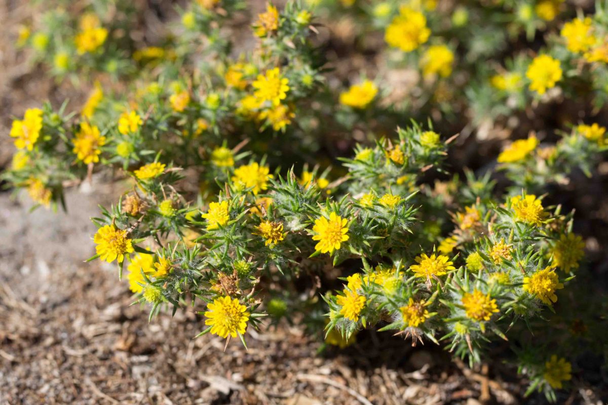 Asteraceae-sunflower2a – MonFlora