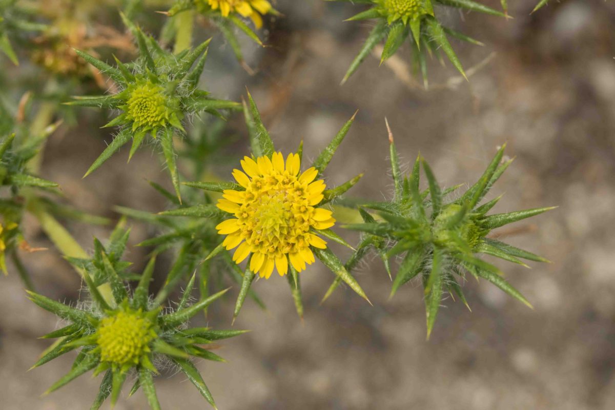 Asteraceae-sunflower2a – MonFlora