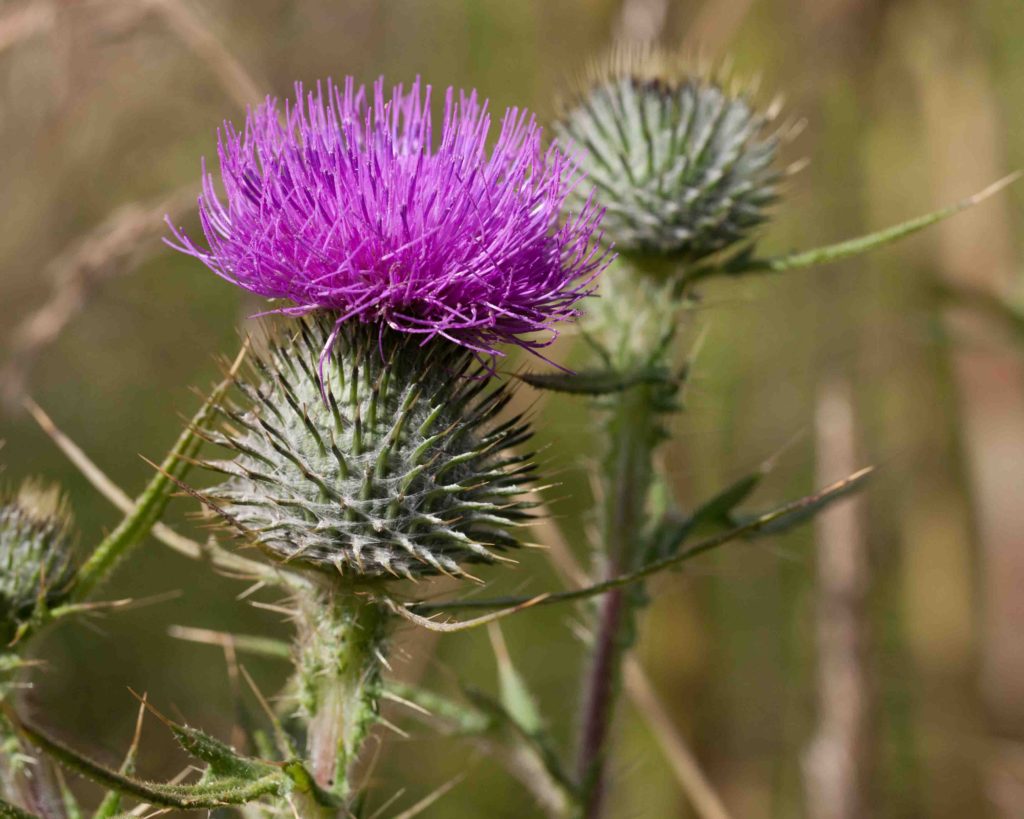 Asteraceae-Thistle-Cirsium – MonFlora