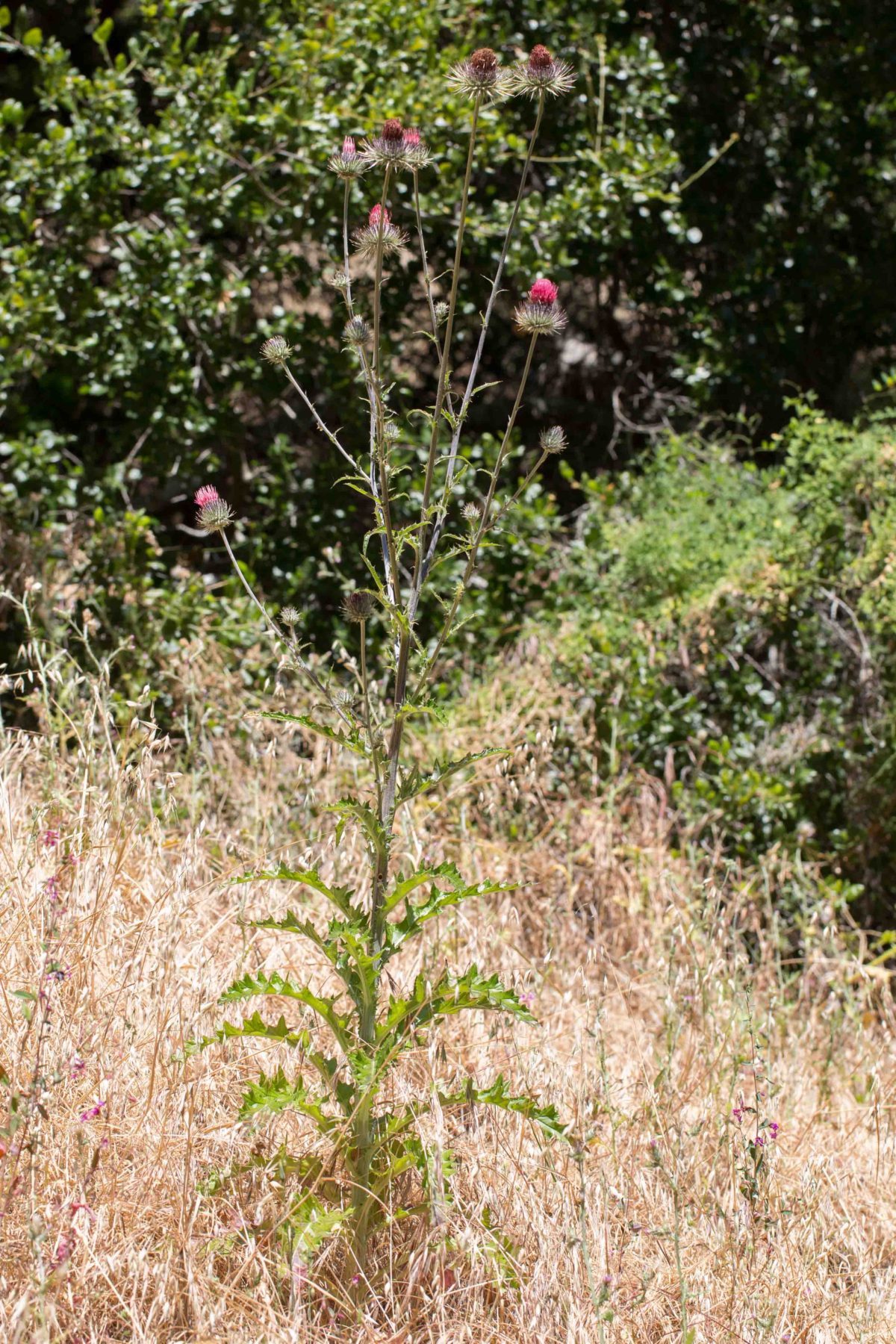 Asteraceae-Thistle-Cirsium – MonFlora