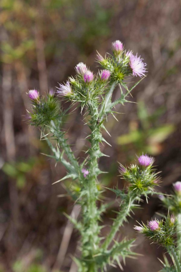 Asteraceae-Thistle-misc – MonFlora