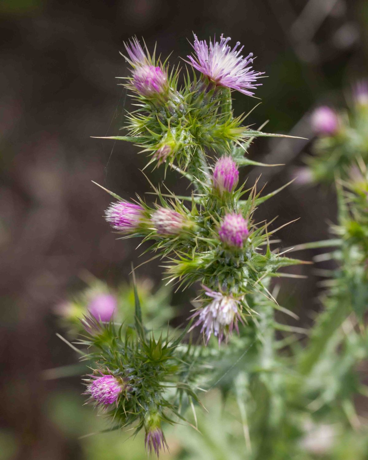 Asteraceae-Thistle-misc – MonFlora