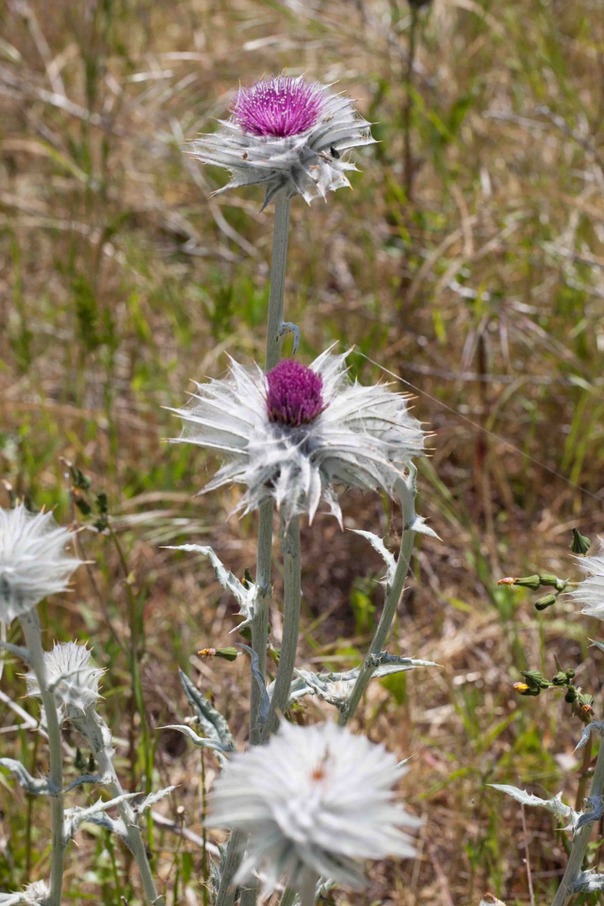 Asteraceae-Thistle-Cirsium – MonFlora