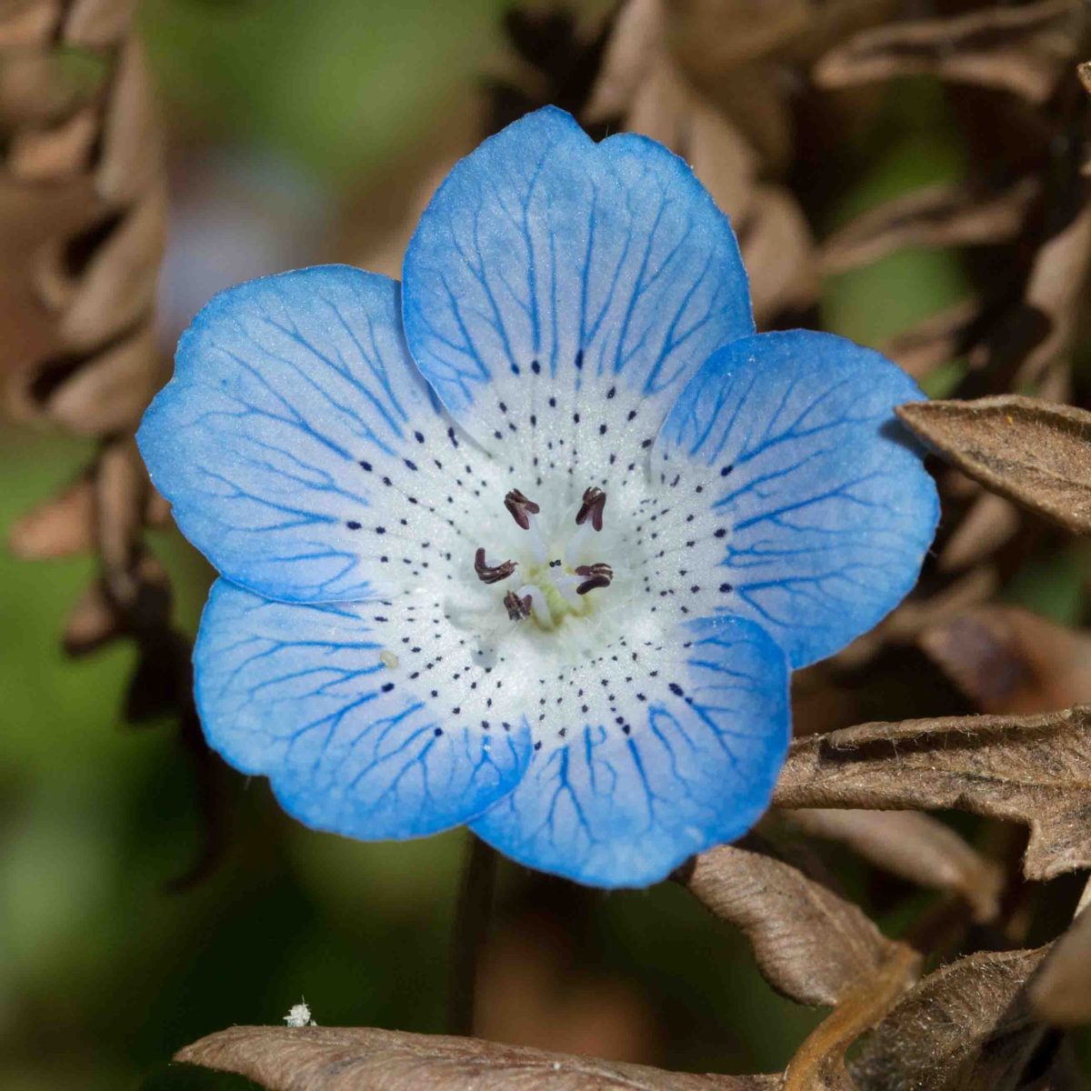 Hydrophyllaceae-Nemophila – MonFlora