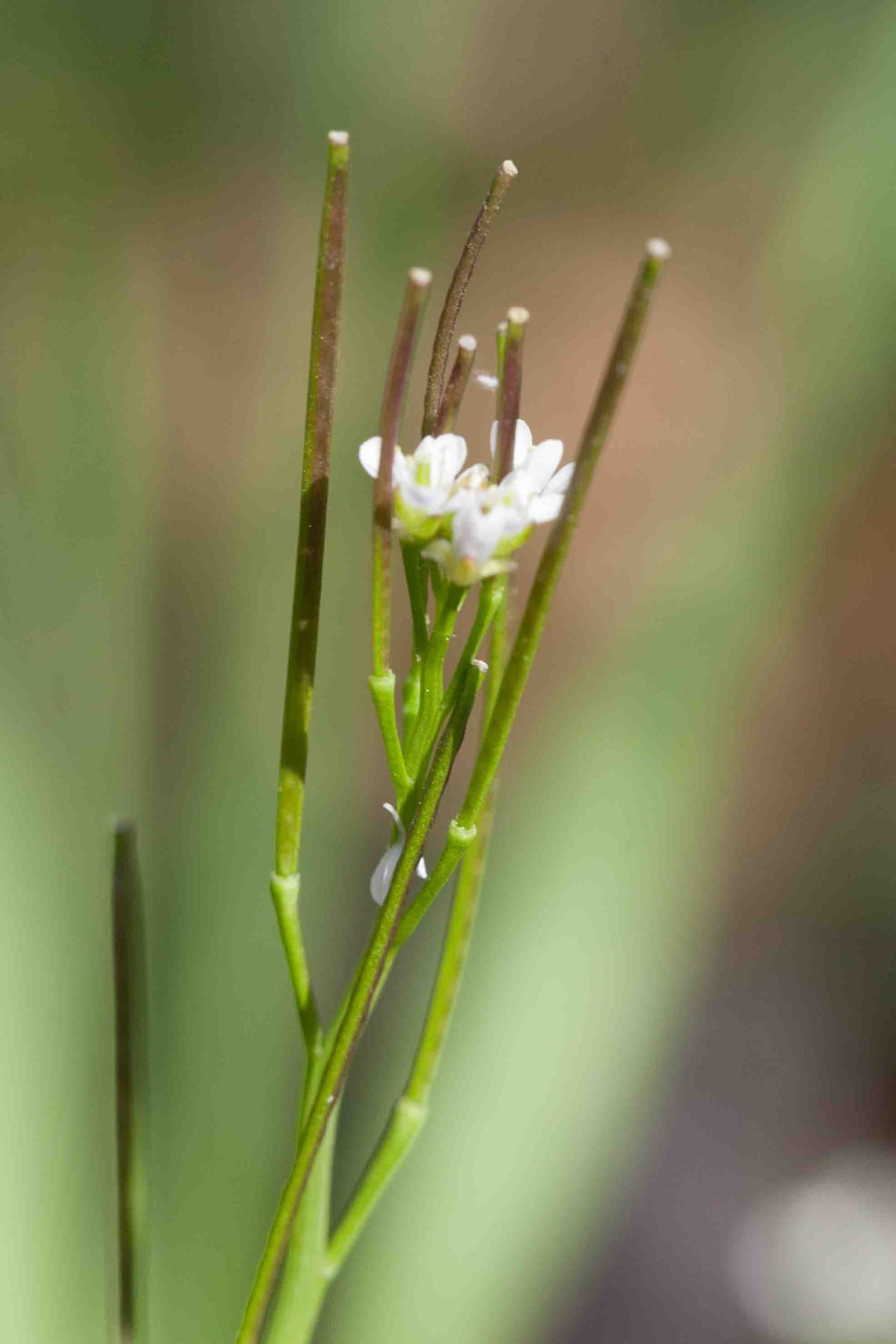 Brassicaceae-Cress – MonFlora