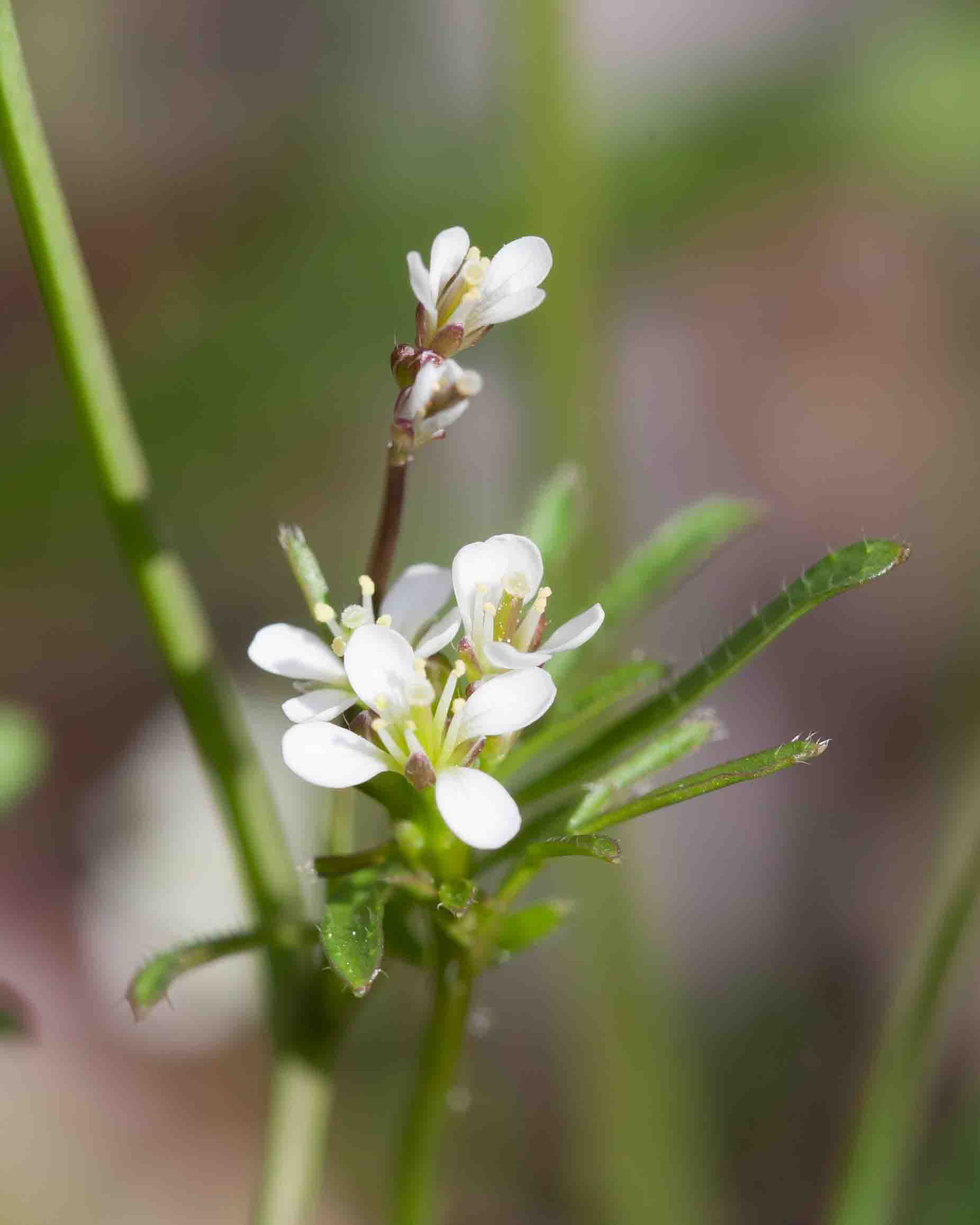 Brassicaceae-Cress – MonFlora