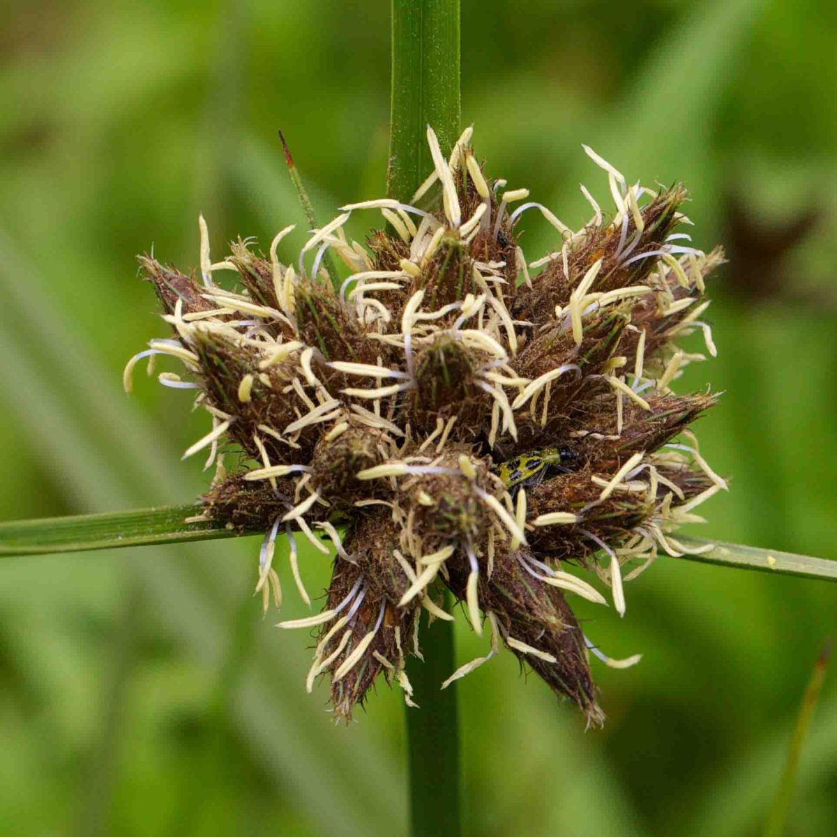 Cyperaceae-xCarex – MonFlora