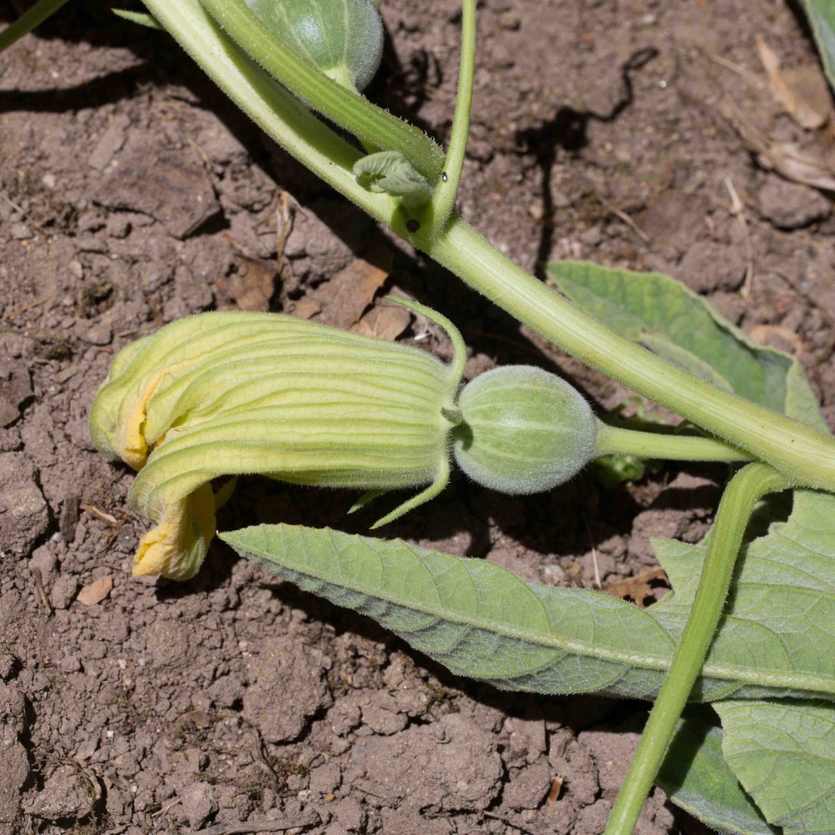 Cucurbitaceae – MonFlora