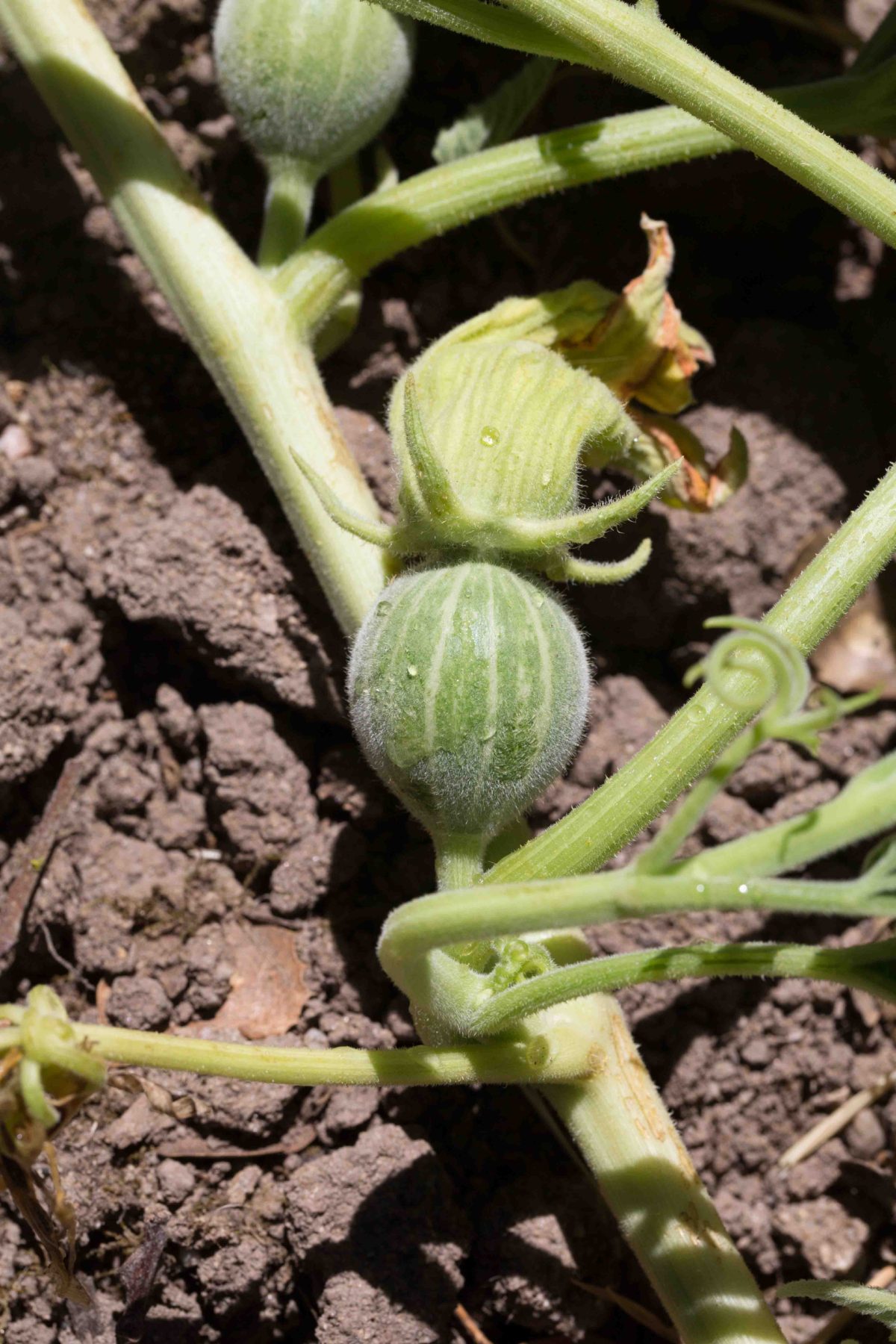 Cucurbitaceae – MonFlora