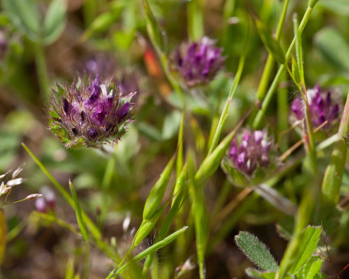 Fabaceae-clover-inv – MonFlora