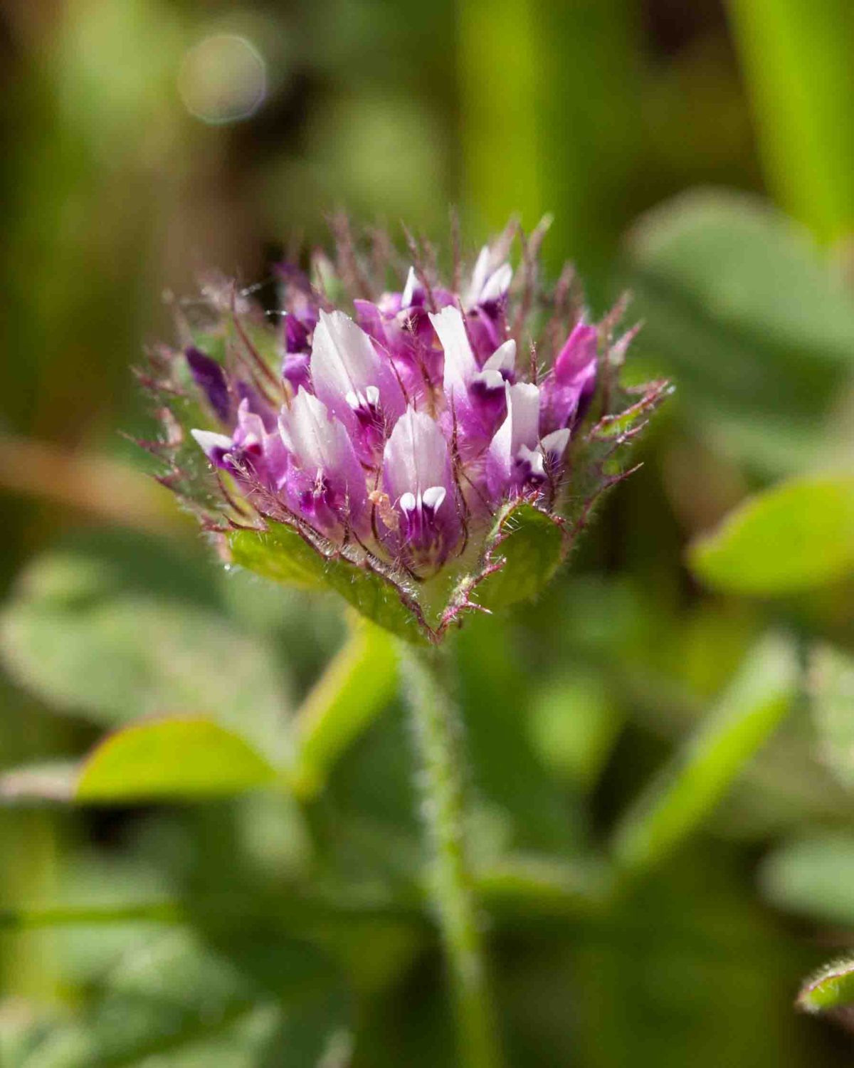 Fabaceae-clover-inv – MonFlora