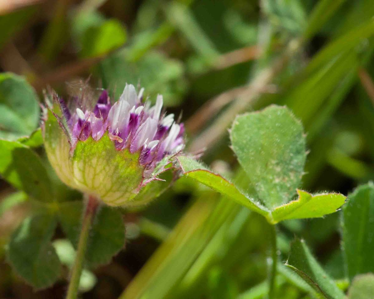 Fabaceae-clover-inv – MonFlora