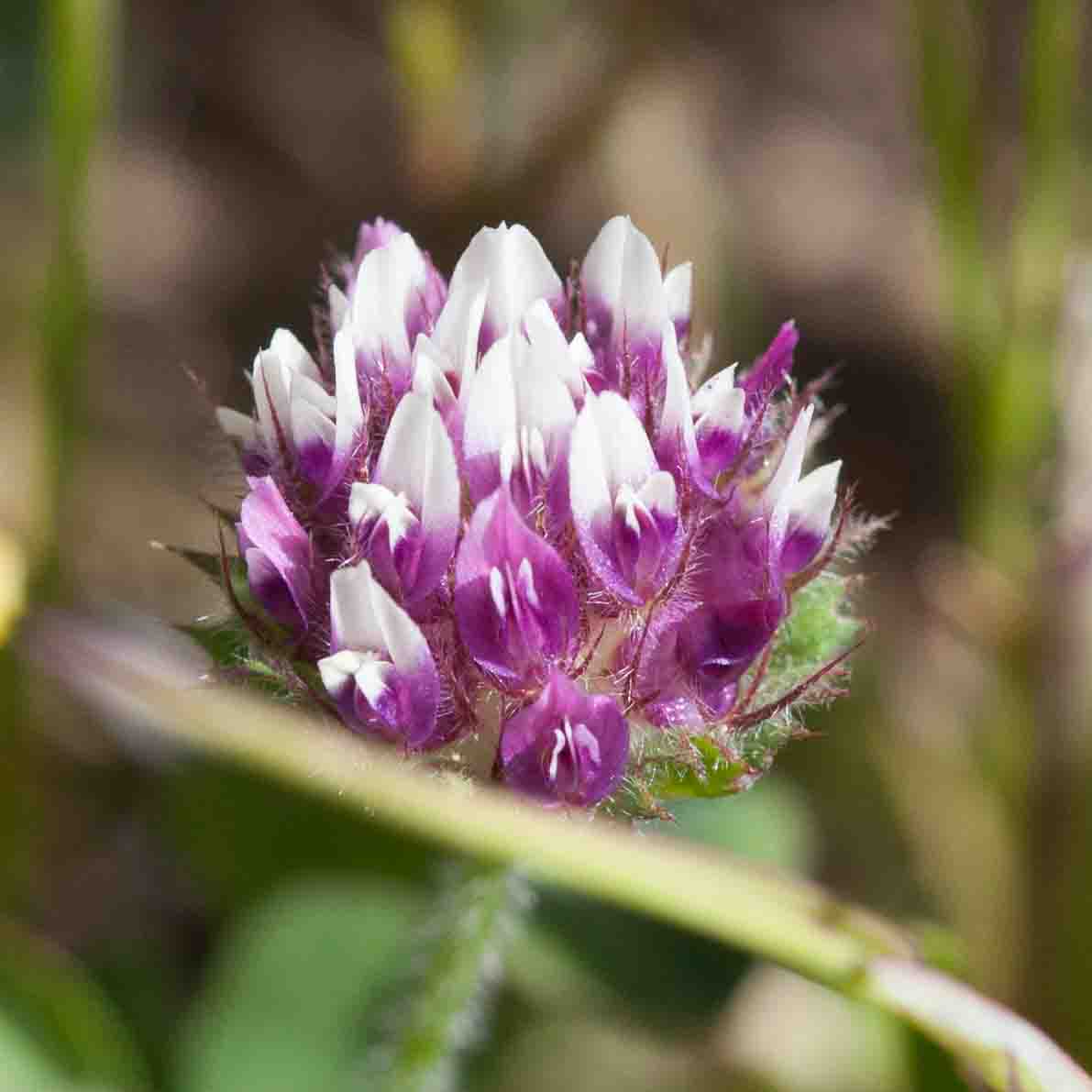 Fabaceae-clover-inv – MonFlora
