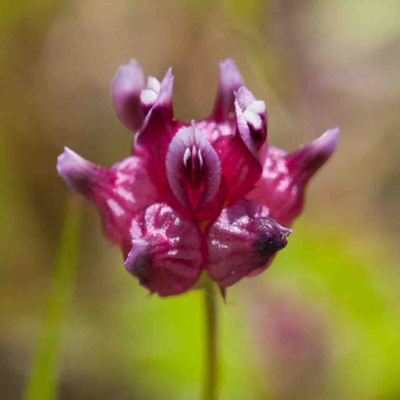Fabaceae-clover-inv – MonFlora