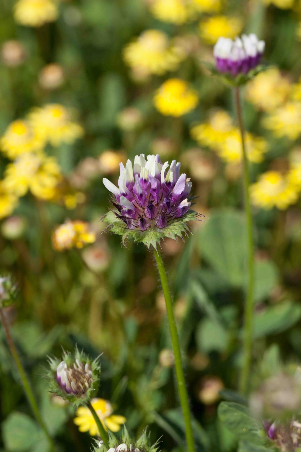 Fabaceae-clover-inv – MonFlora