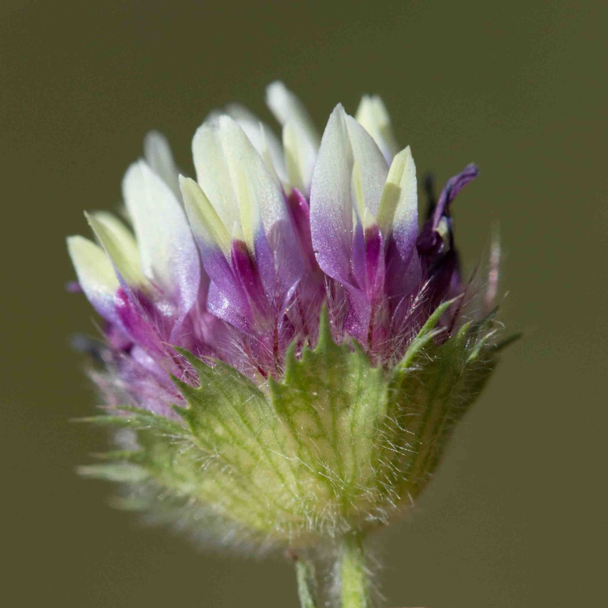 Fabaceae-clover-inv – MonFlora