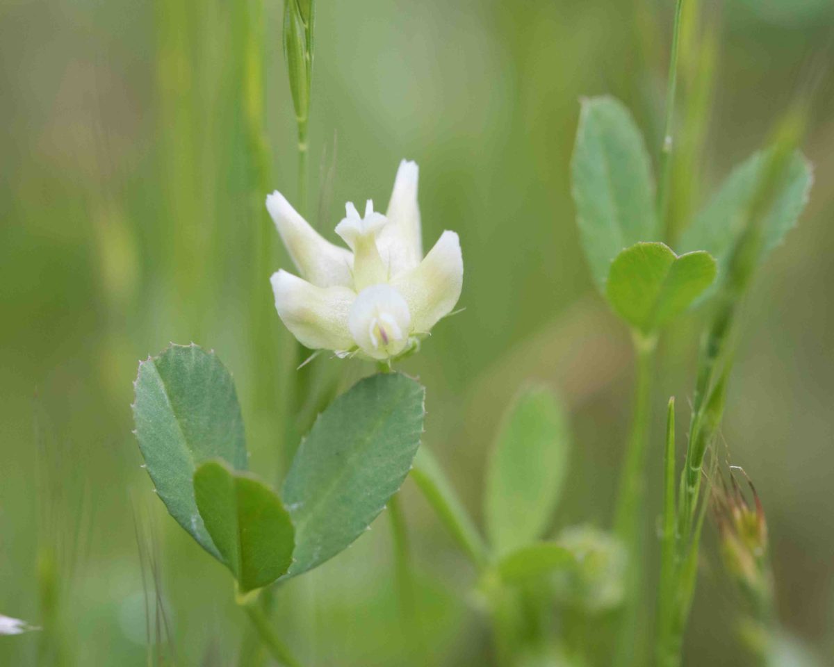 Fabaceae-clover-inv – MonFlora