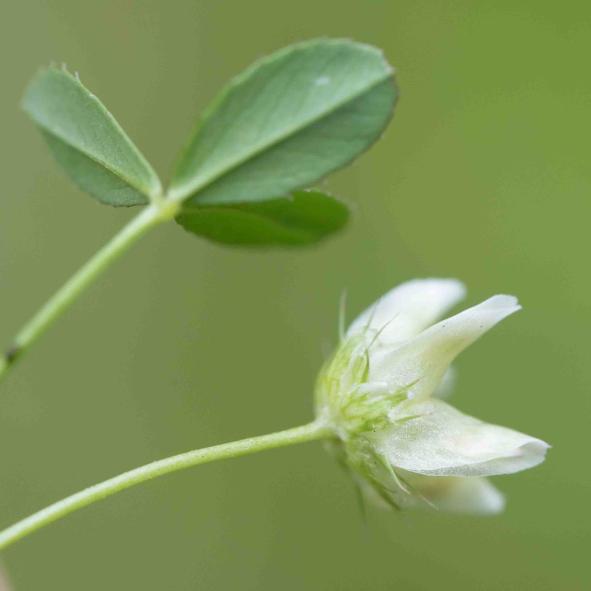 Fabaceae-clover-inv – MonFlora