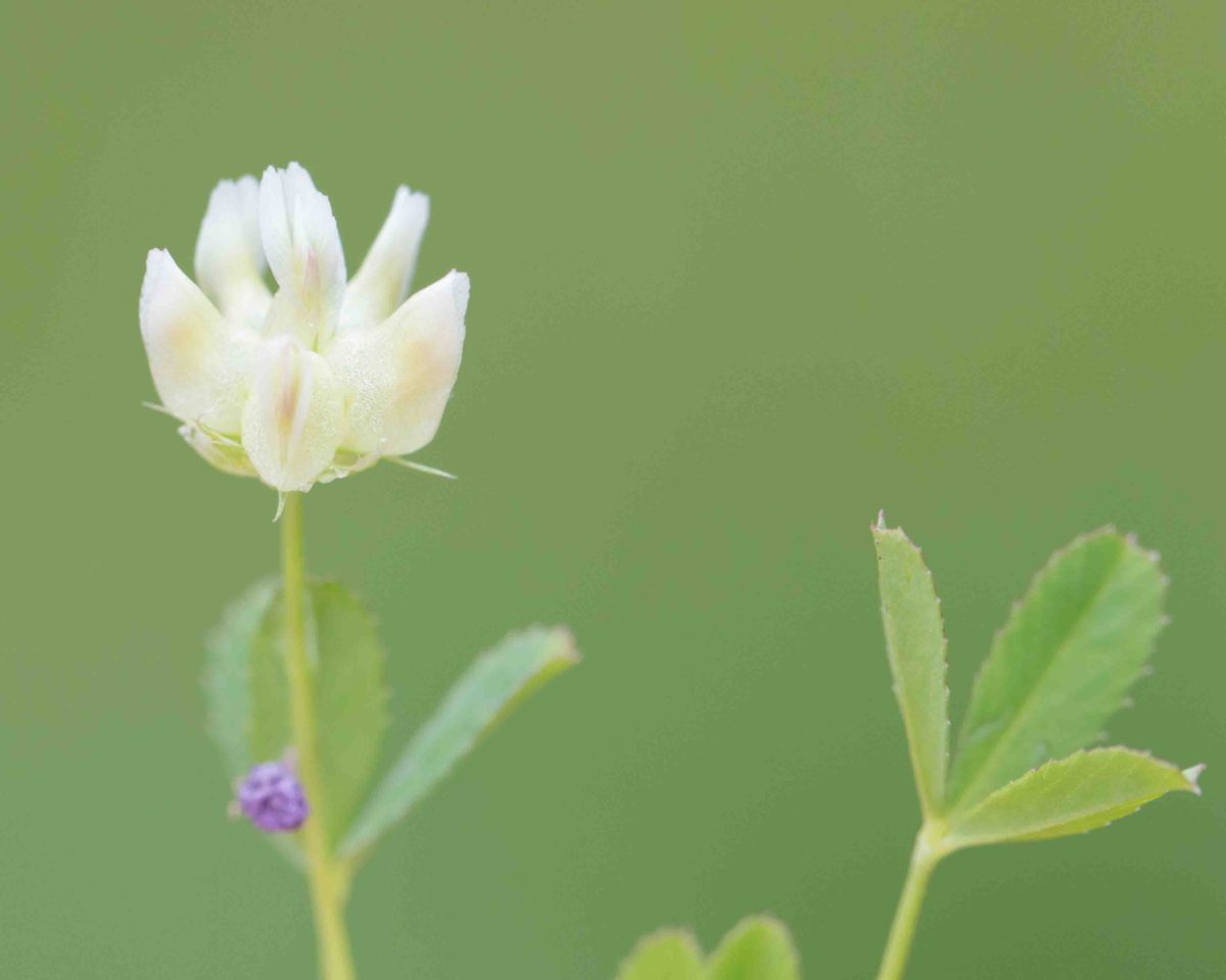 Fabaceae-clover-inv – MonFlora