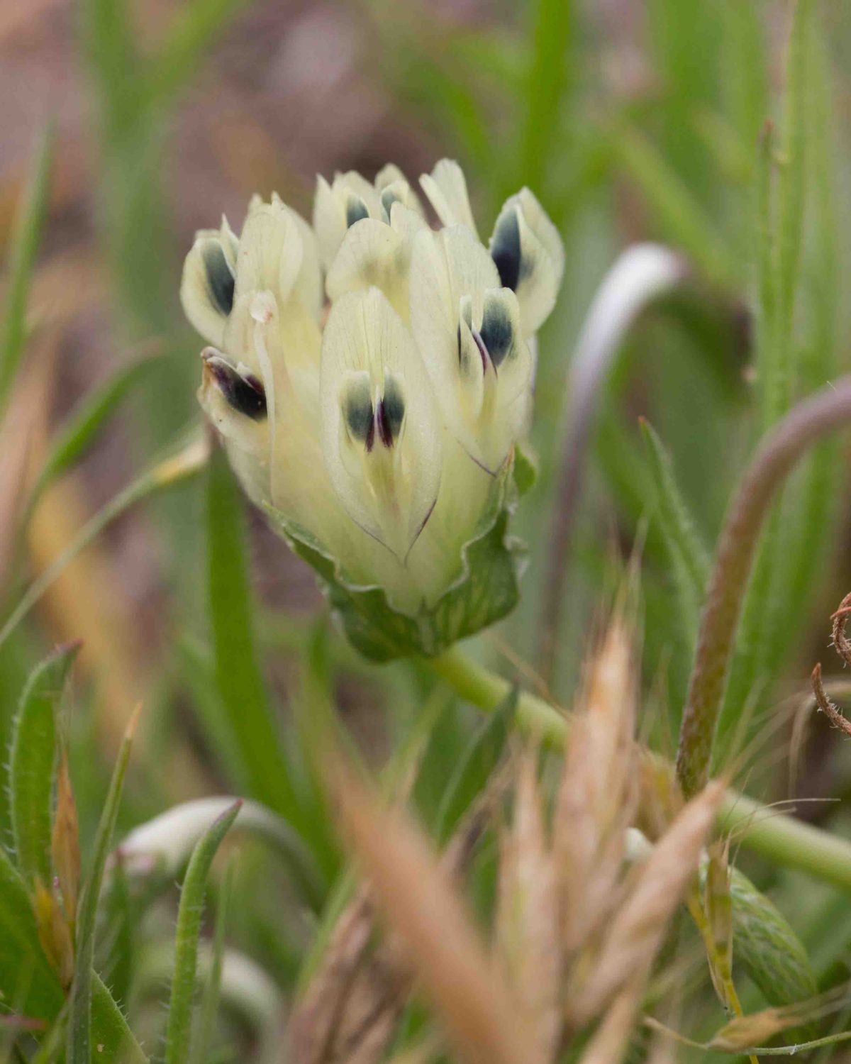 Fabaceae-clover-inv – MonFlora