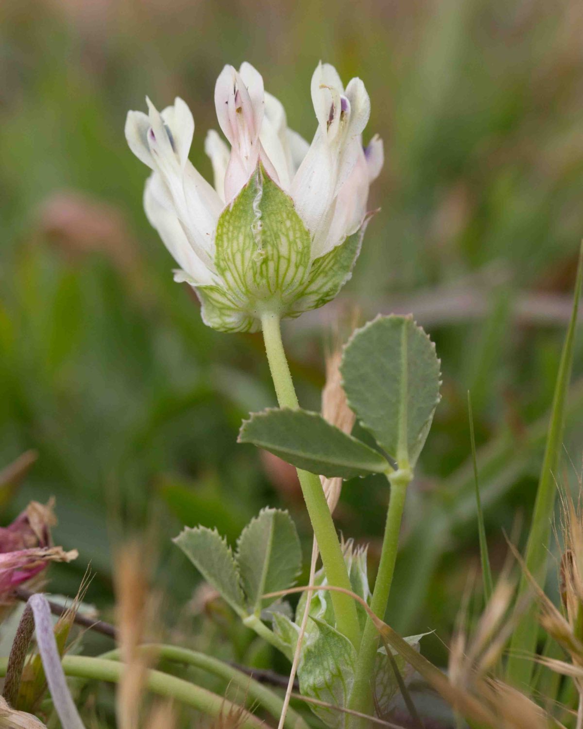 Fabaceae-clover-inv – MonFlora
