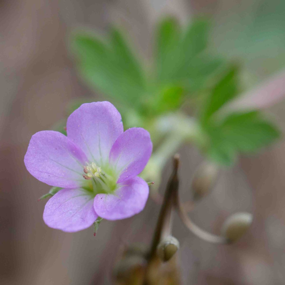 Geraniaceae-Geranium – MonFlora