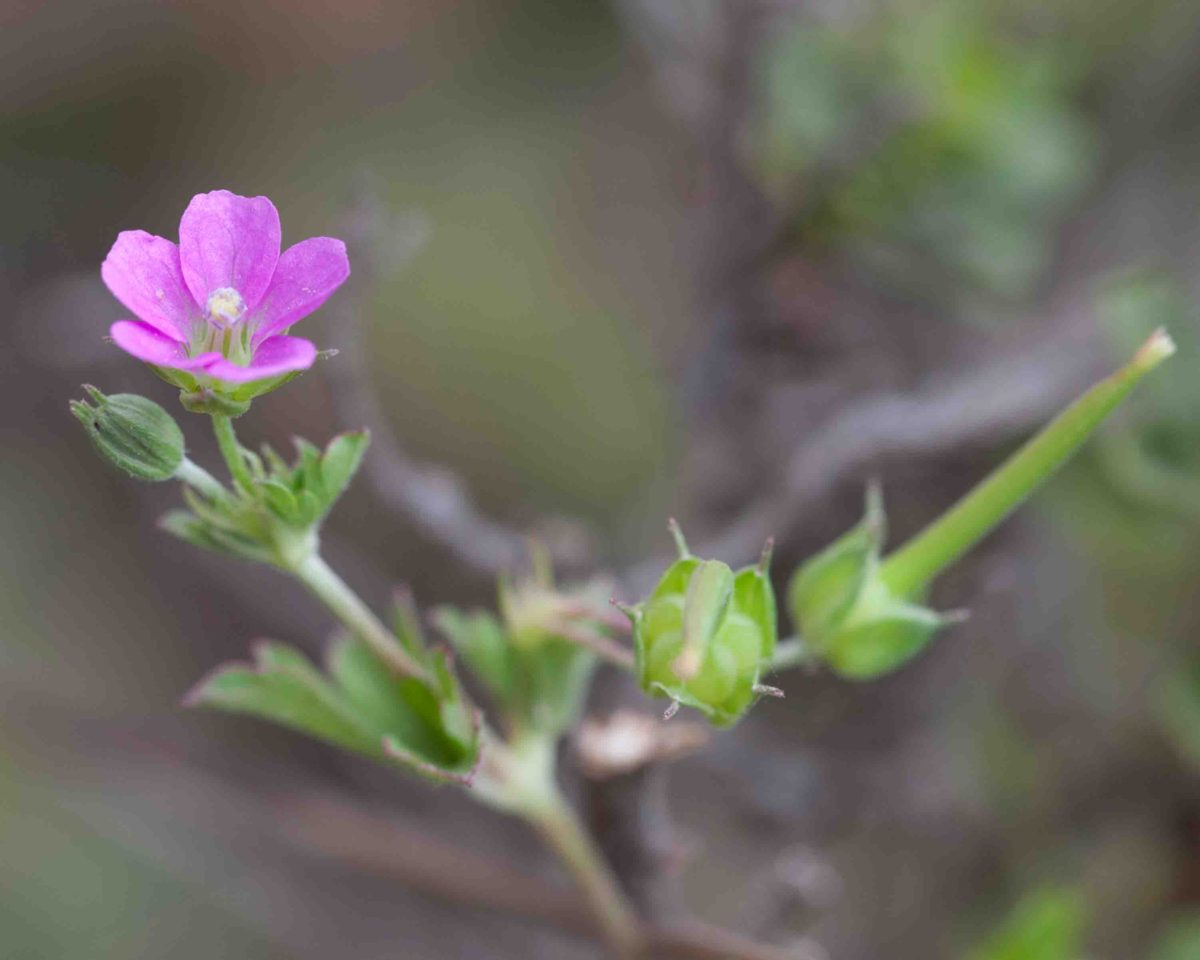 Geraniaceae-Geranium – MonFlora