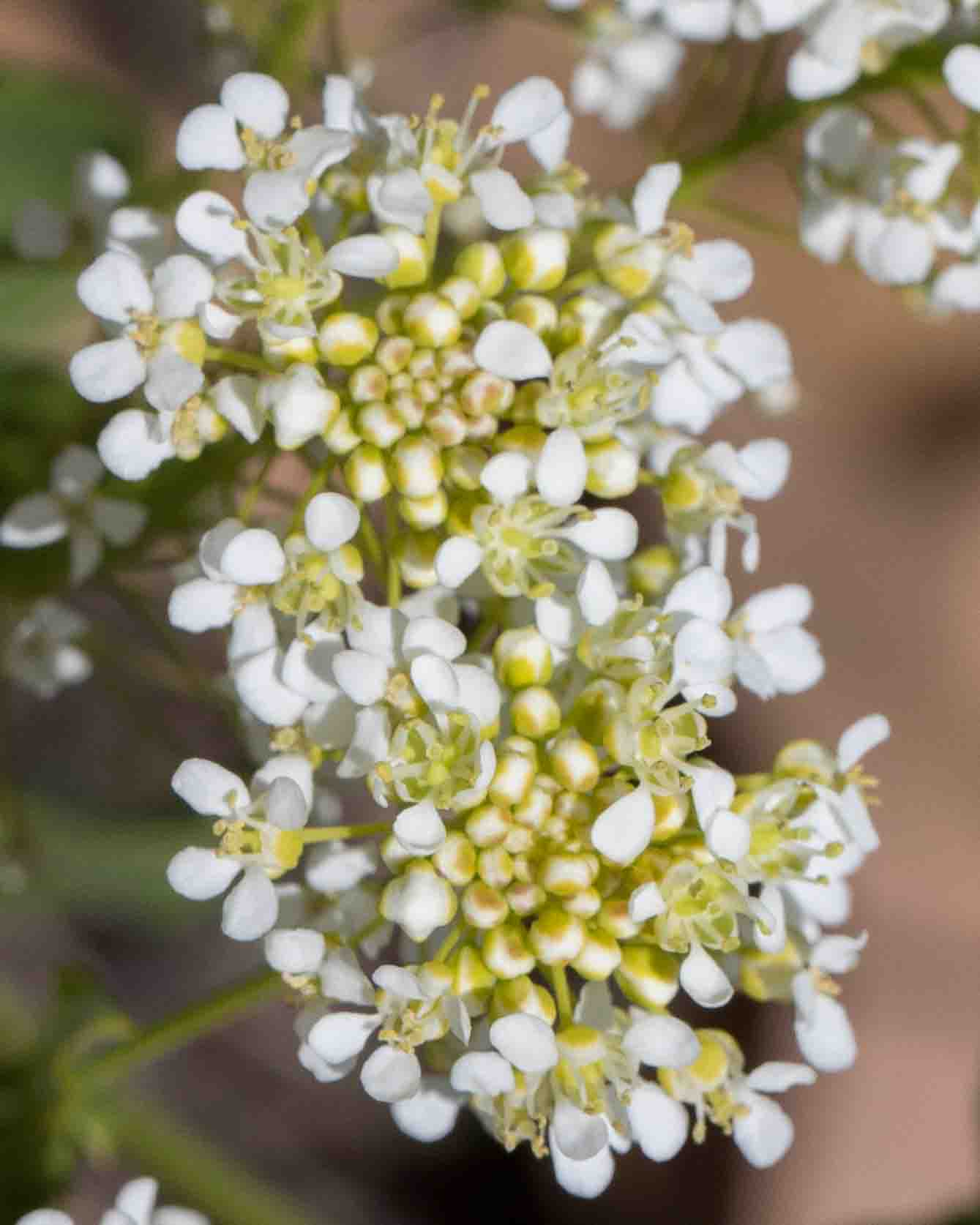 Brassicaceae-Cress – MonFlora