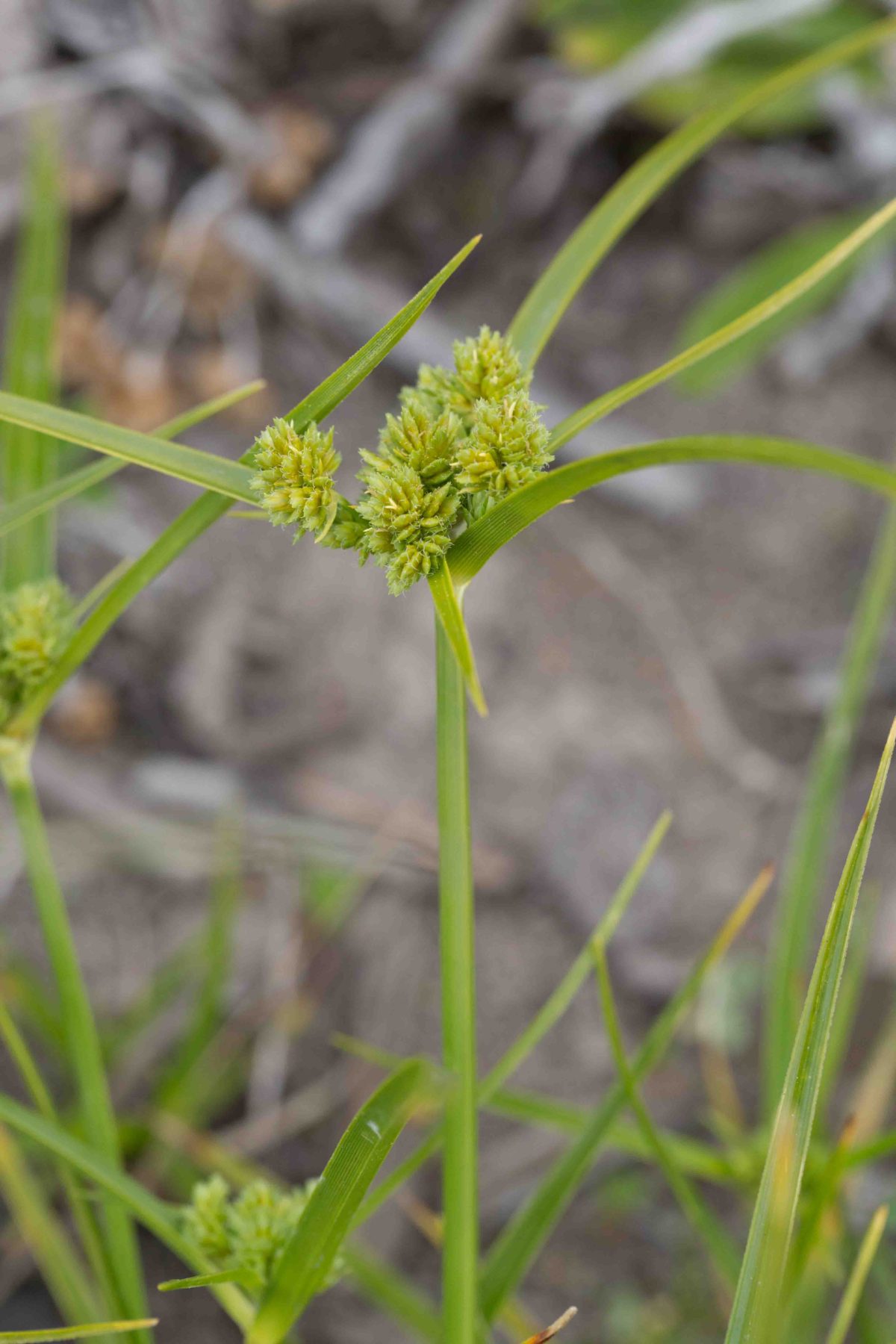 Cyperaceae-xCarex – MonFlora