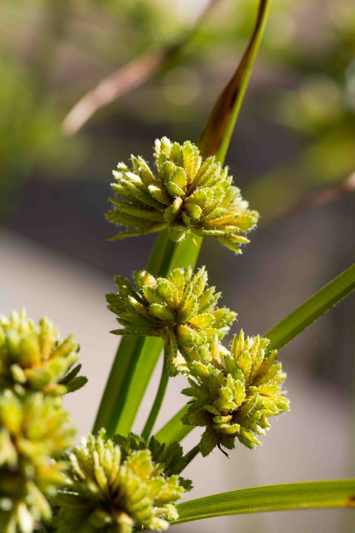 Cyperaceae-xCarex – MonFlora