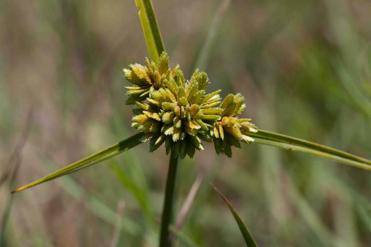 Cyperaceae-xCarex – MonFlora
