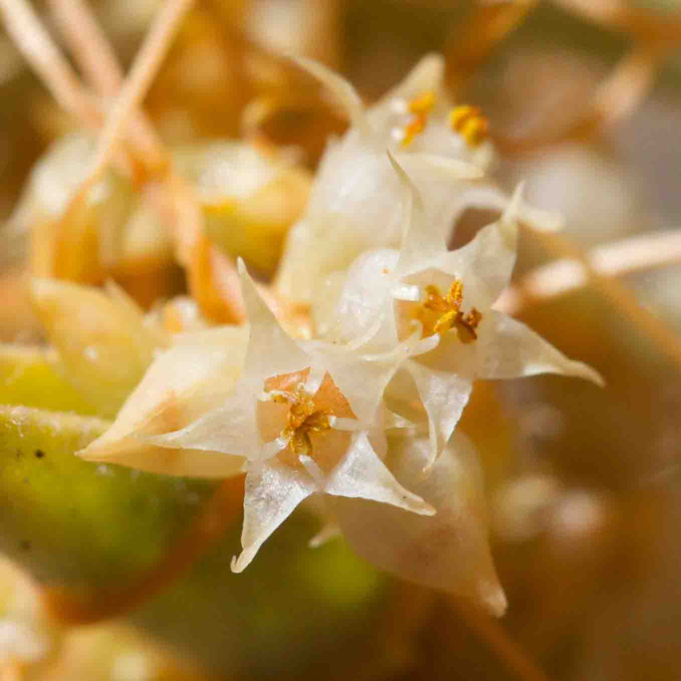 Convolvulaceae-Cuscuta – MonFlora