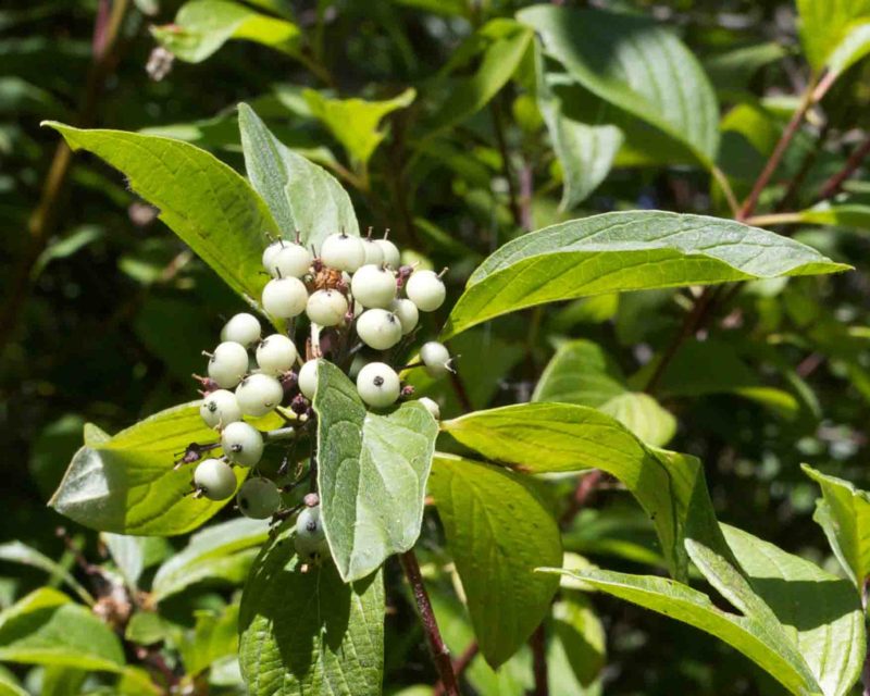 Cornaceae – MonFlora