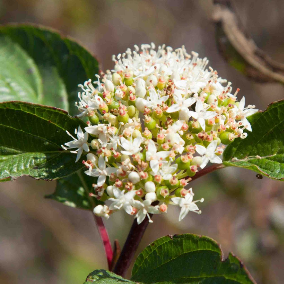 Cornaceae – MonFlora
