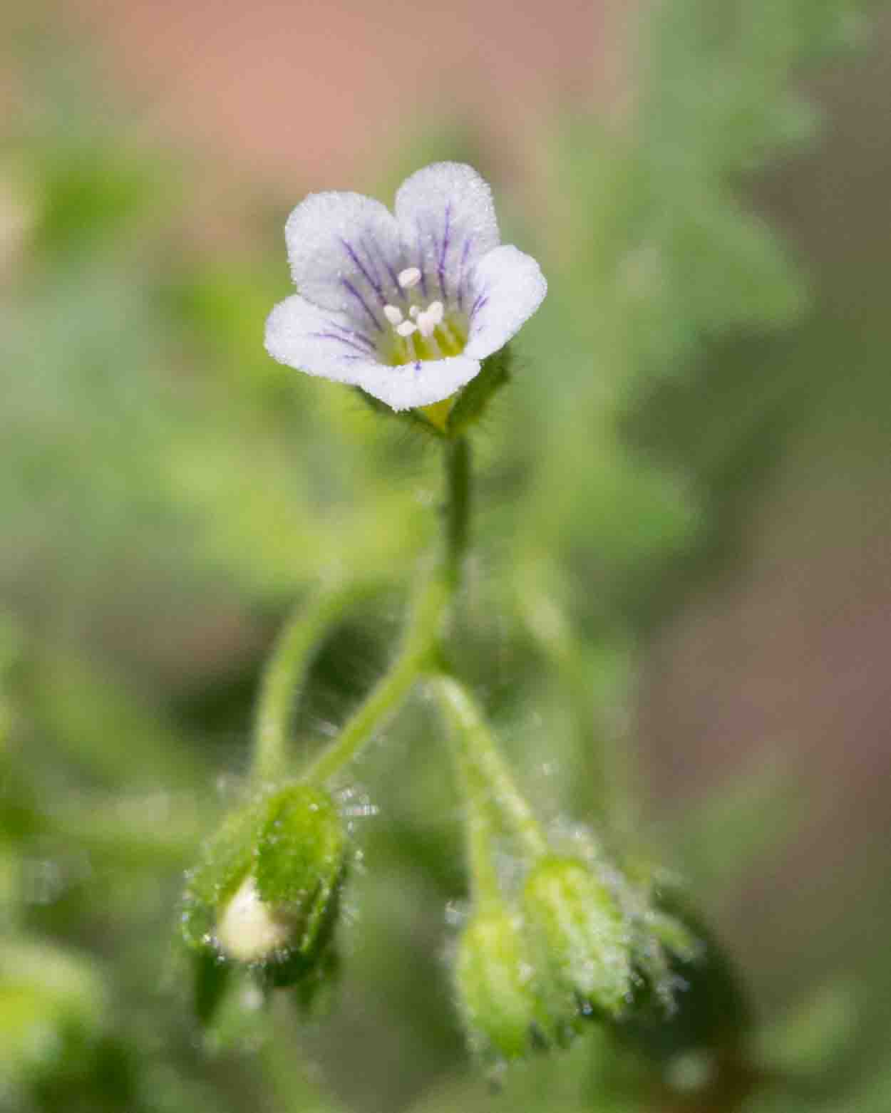 Hydrophyllaceae-Nemophila – MonFlora