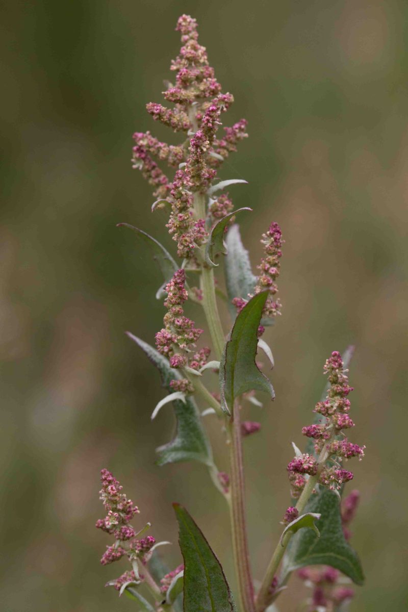 Chenopodiaceae-Atriplex – MonFlora