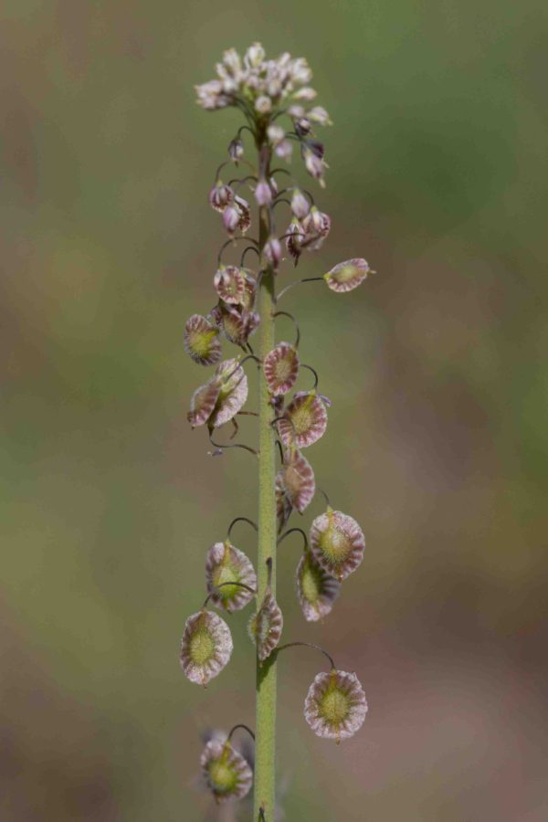 Brassicaceae-Fringepods & Peppergrass – MonFlora