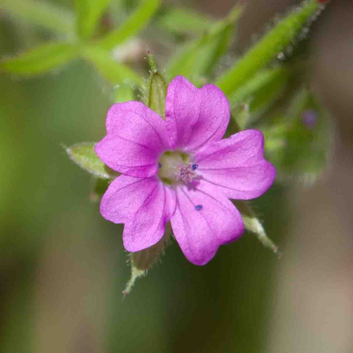Geraniaceae-Geranium – MonFlora