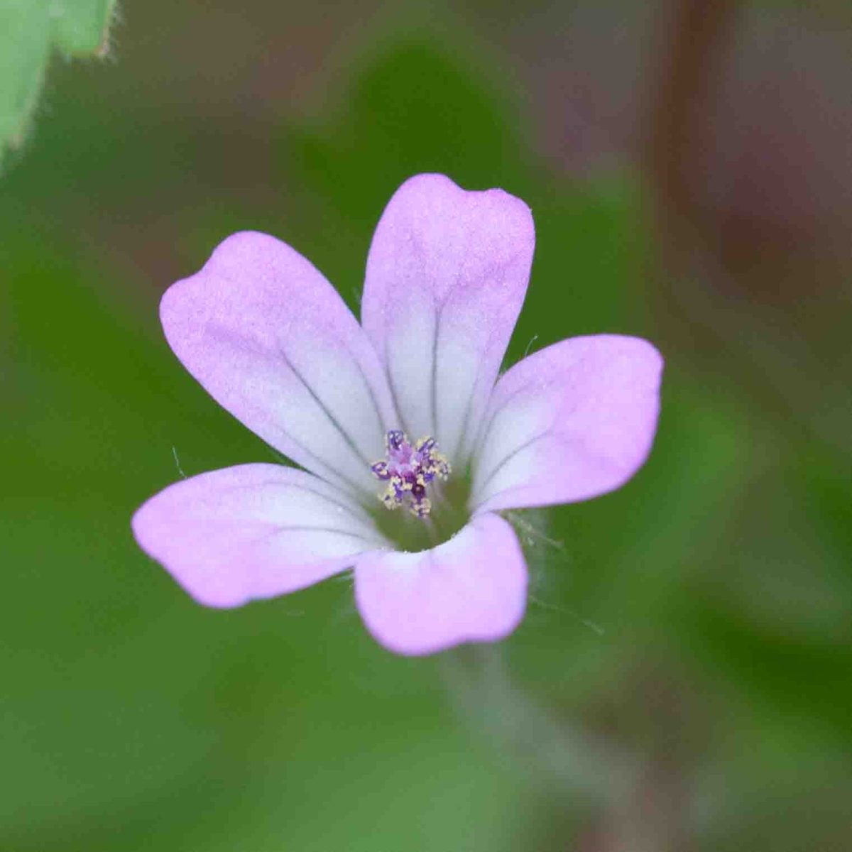 Geraniaceae-Geranium – MonFlora