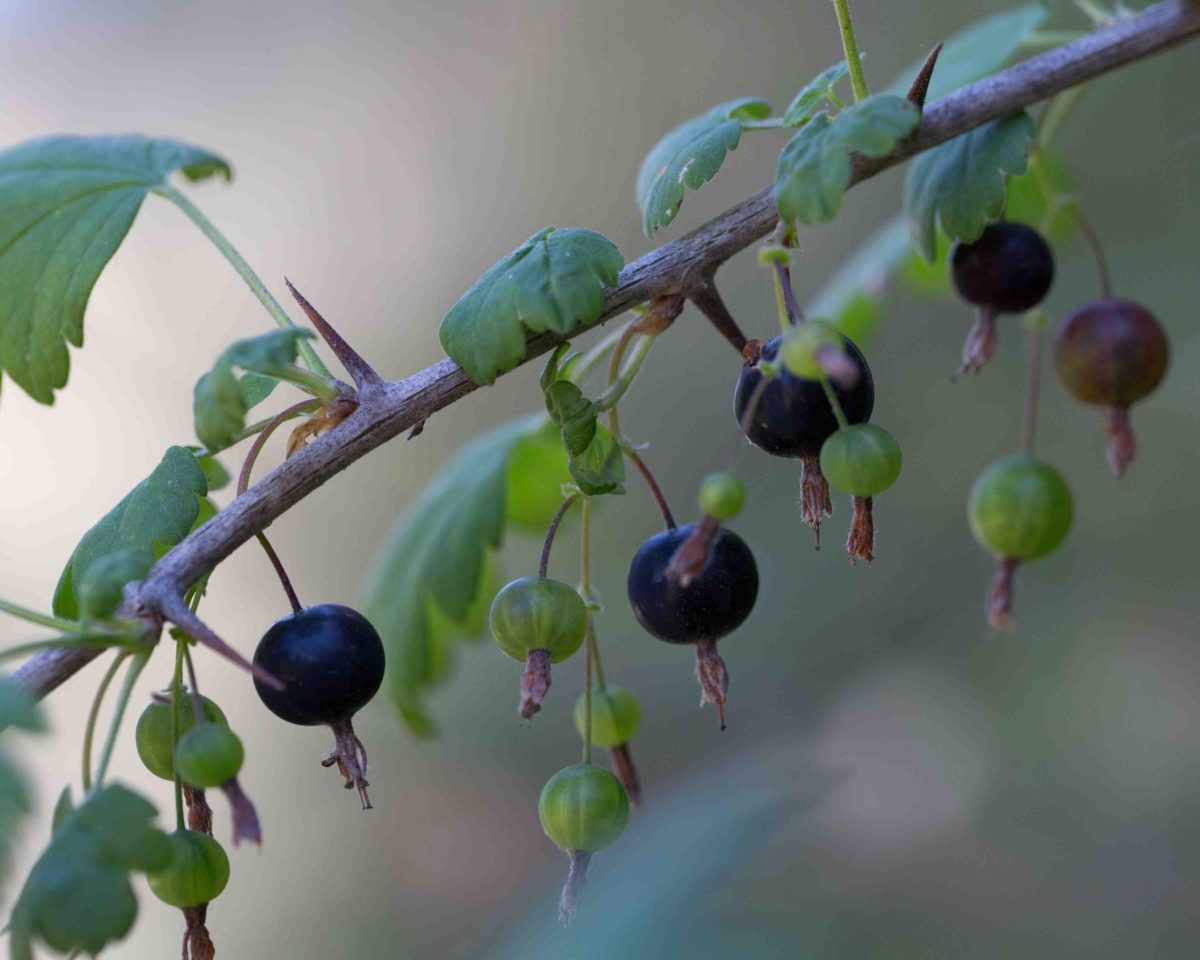Grossulariaceae-Gooseberries – MonFlora