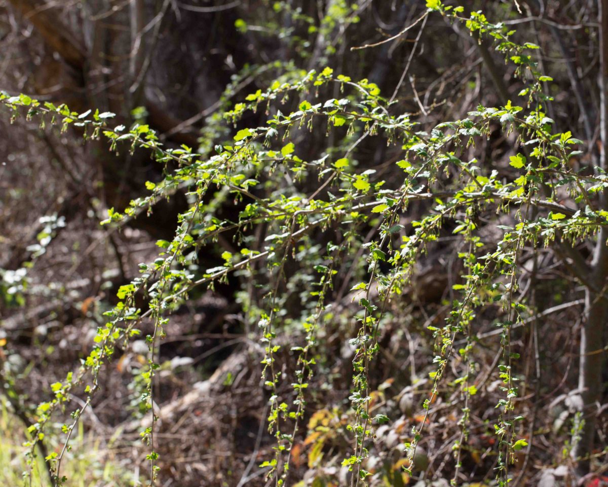 Grossulariaceae-Gooseberries – MonFlora