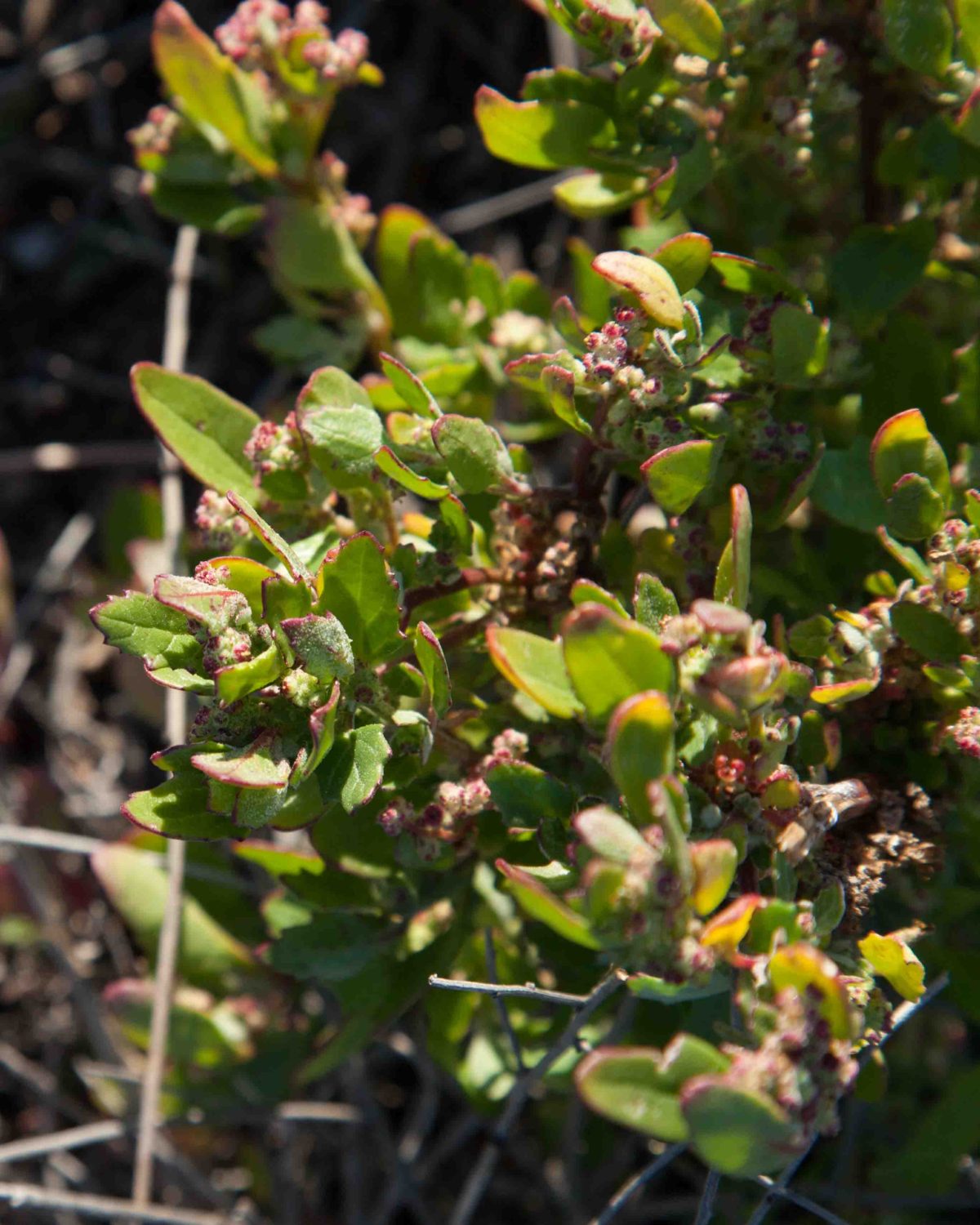 Chenopodiaceae-Chenopodium – MonFlora