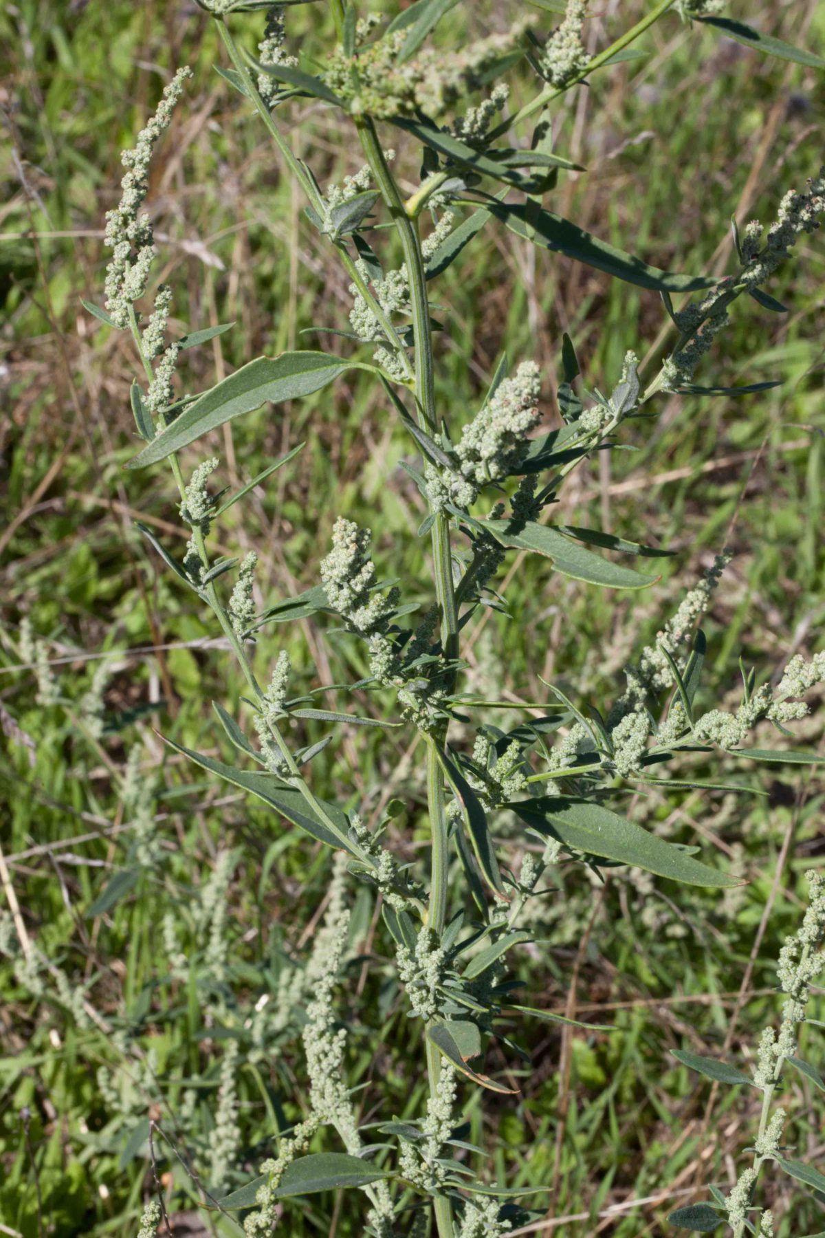 Chenopodiaceae-Chenopodium – MonFlora