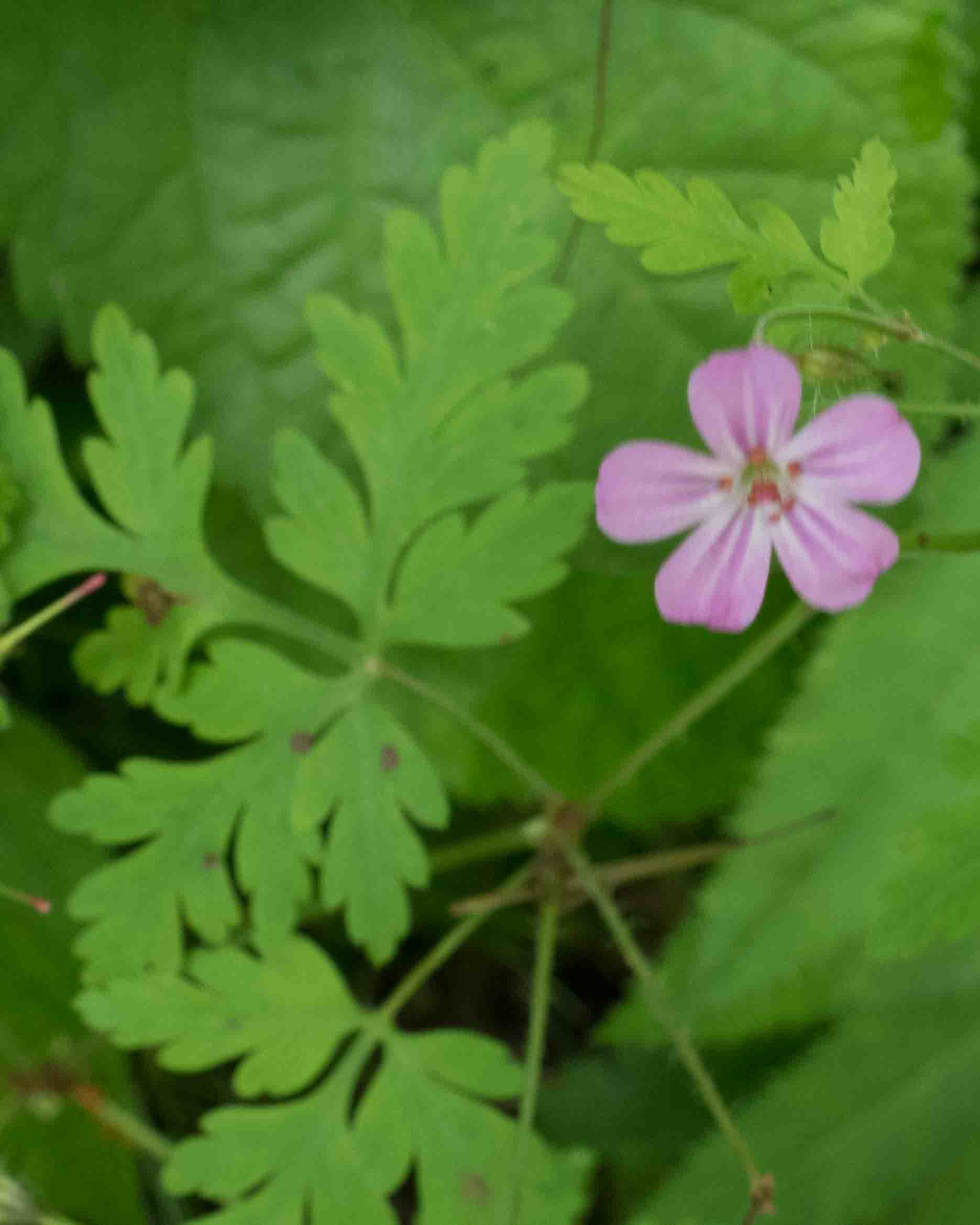 Geraniaceae-Geranium – MonFlora