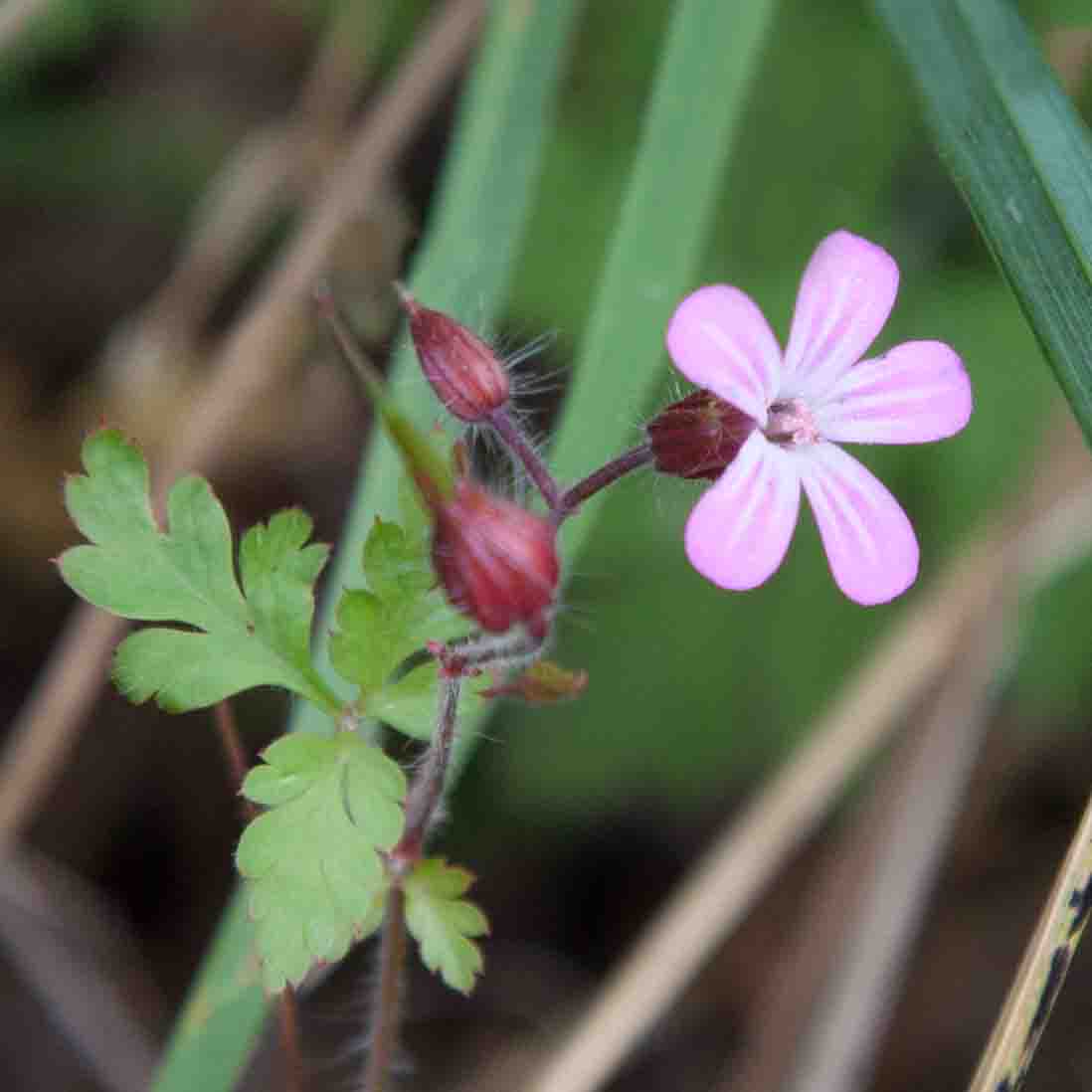 Geraniaceae-Geranium – MonFlora