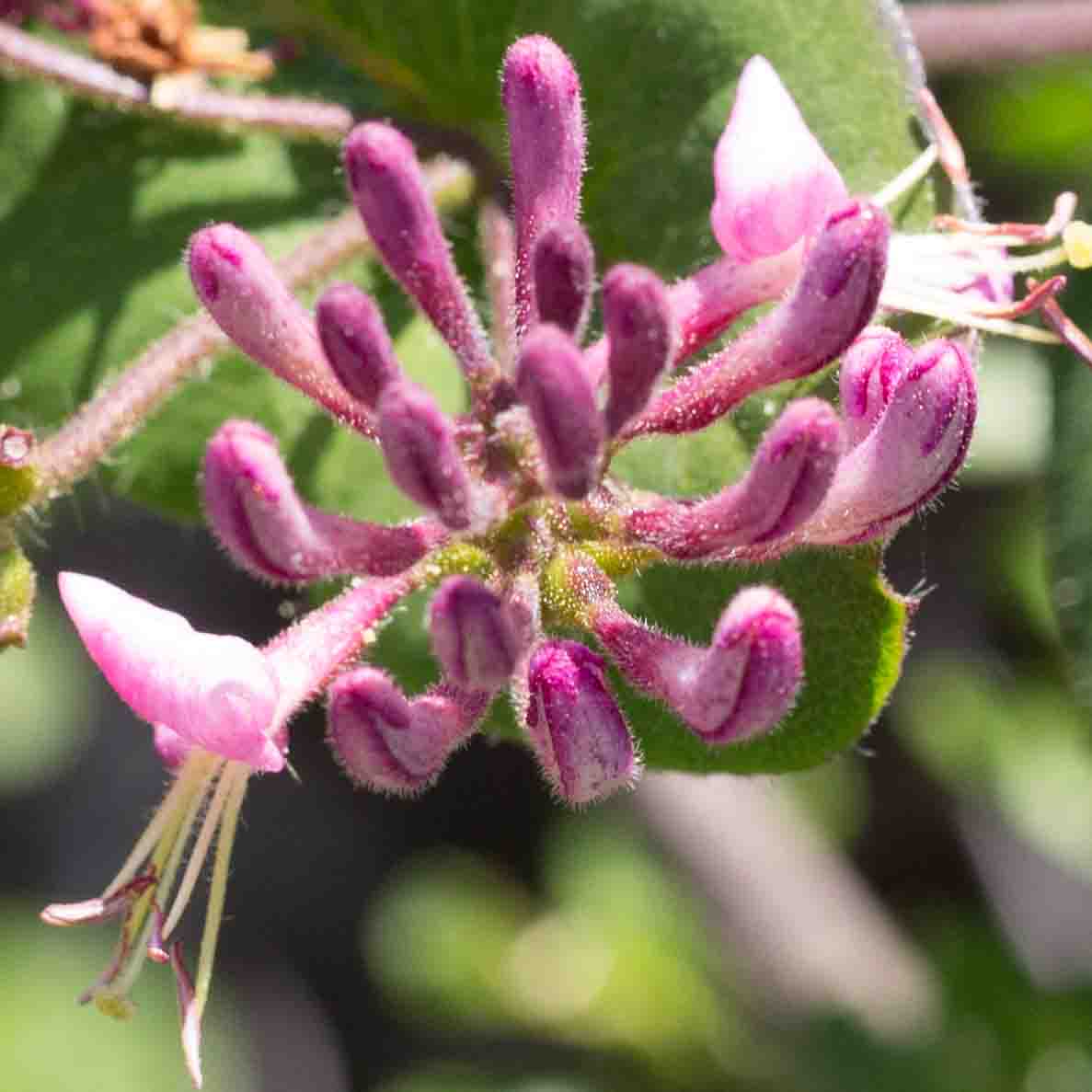 Caprifoliaceae – MonFlora