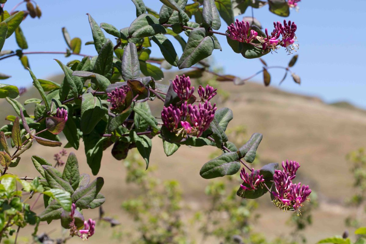 Caprifoliaceae – MonFlora