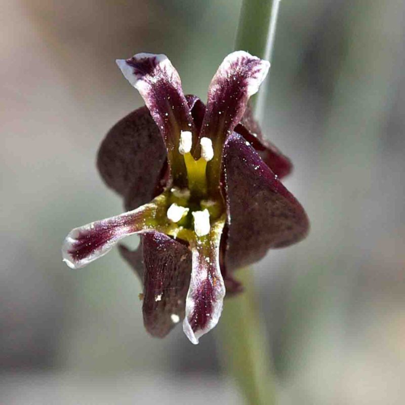 Brassicaceae-Jewelflower – MonFlora