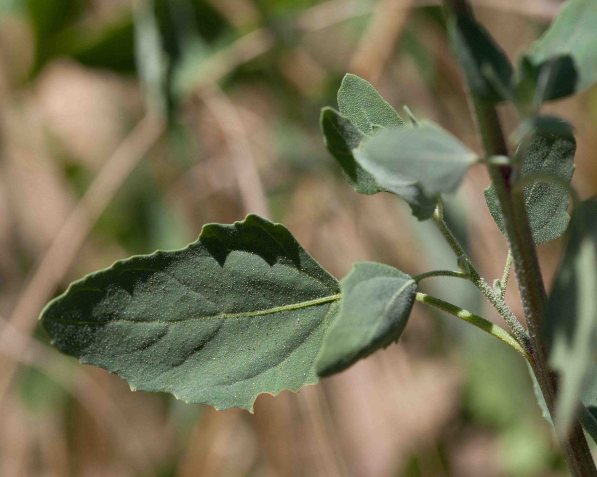 Chenopodiaceae-Chenopodium – MonFlora